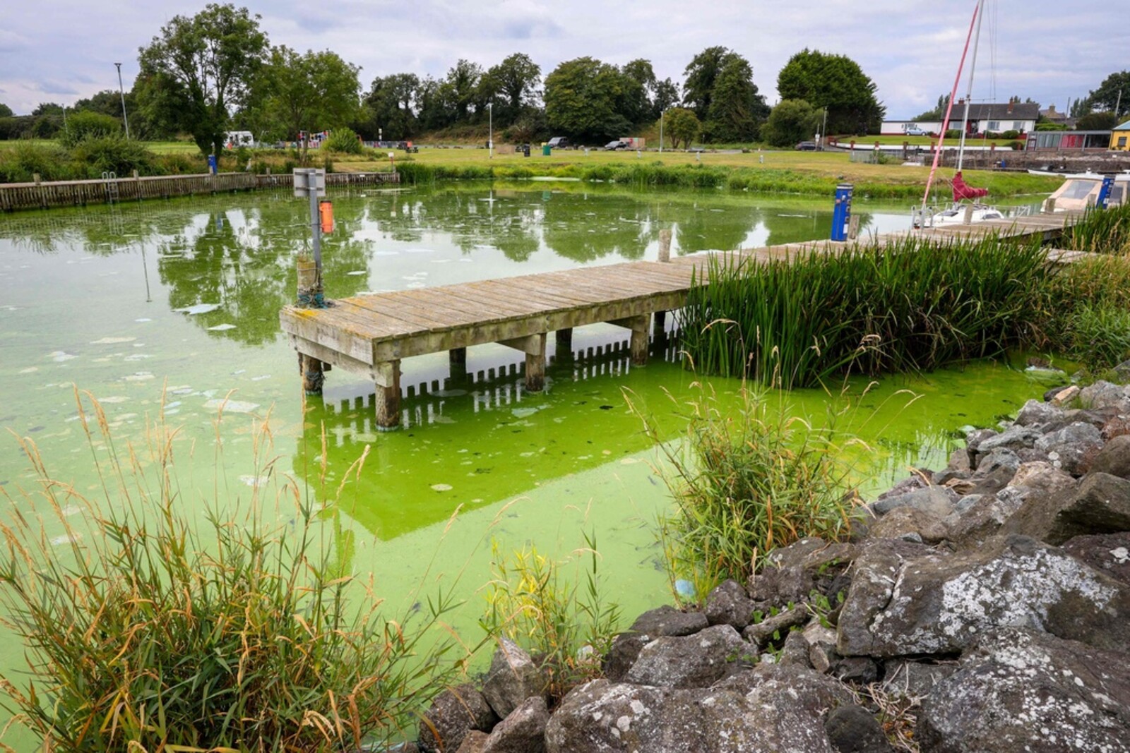 Algal Bloom Crisis Worsens at British Isles' Largest Lake Lough Neagh ...