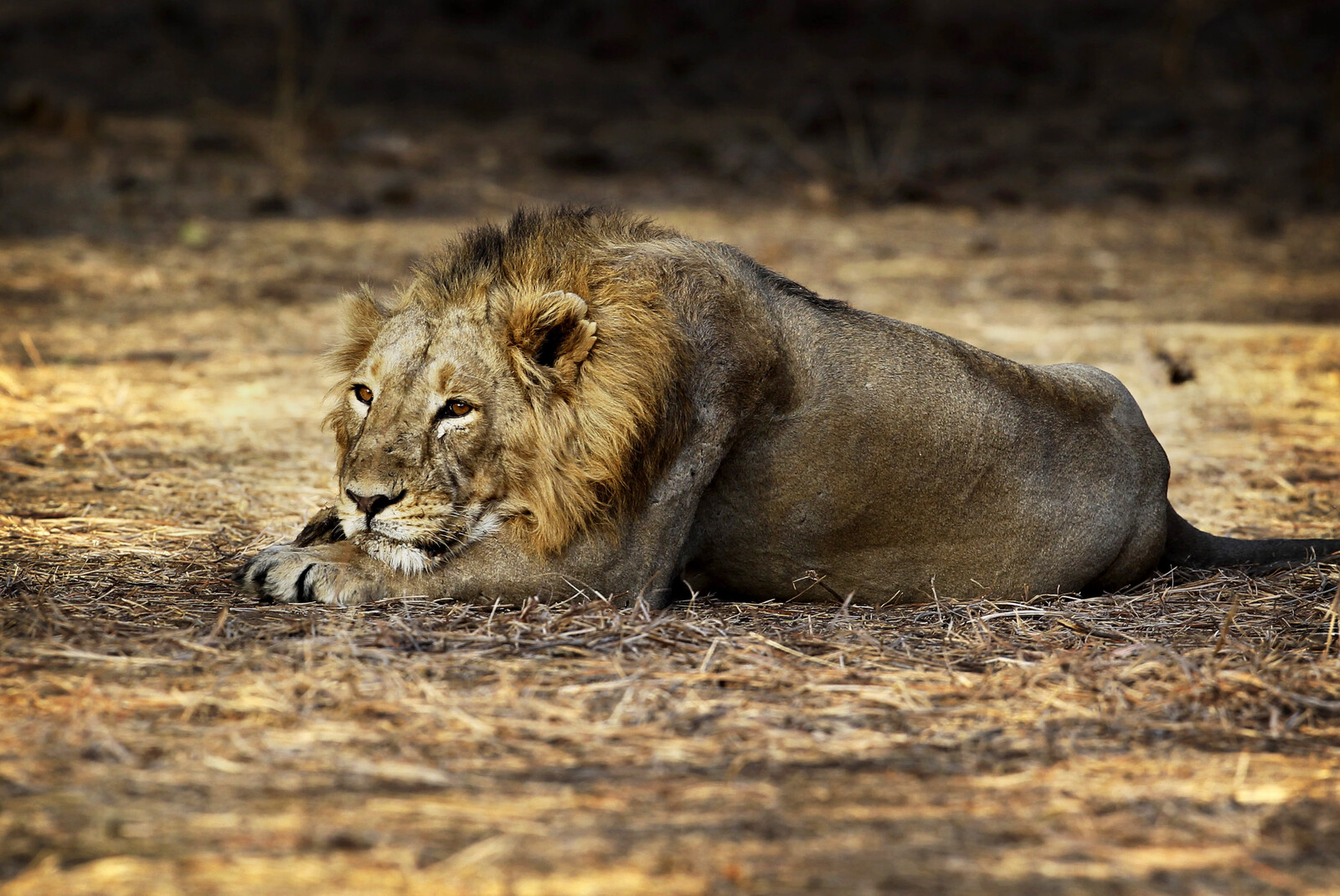Asian Lion Population Grows in India | Sweden Herald