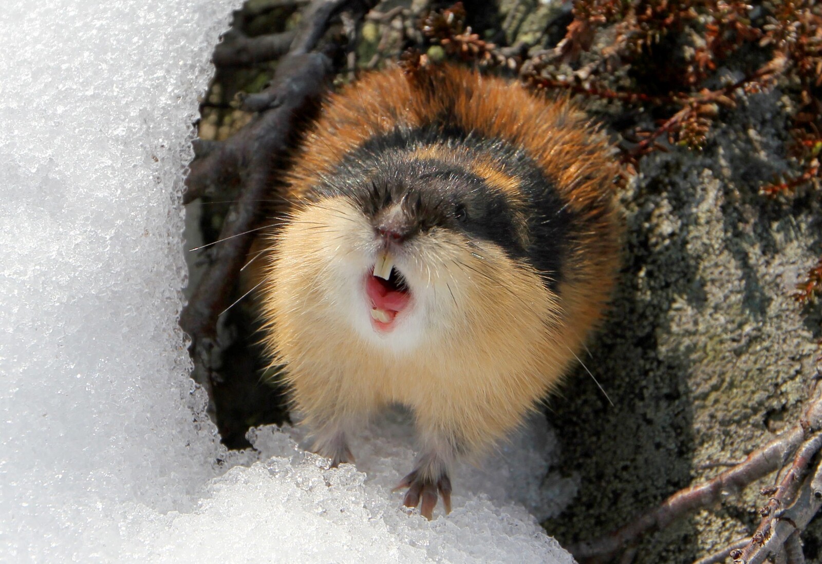 Norwegian Lemming: A Unique and Aggressive Young Species in Scandinavia ...