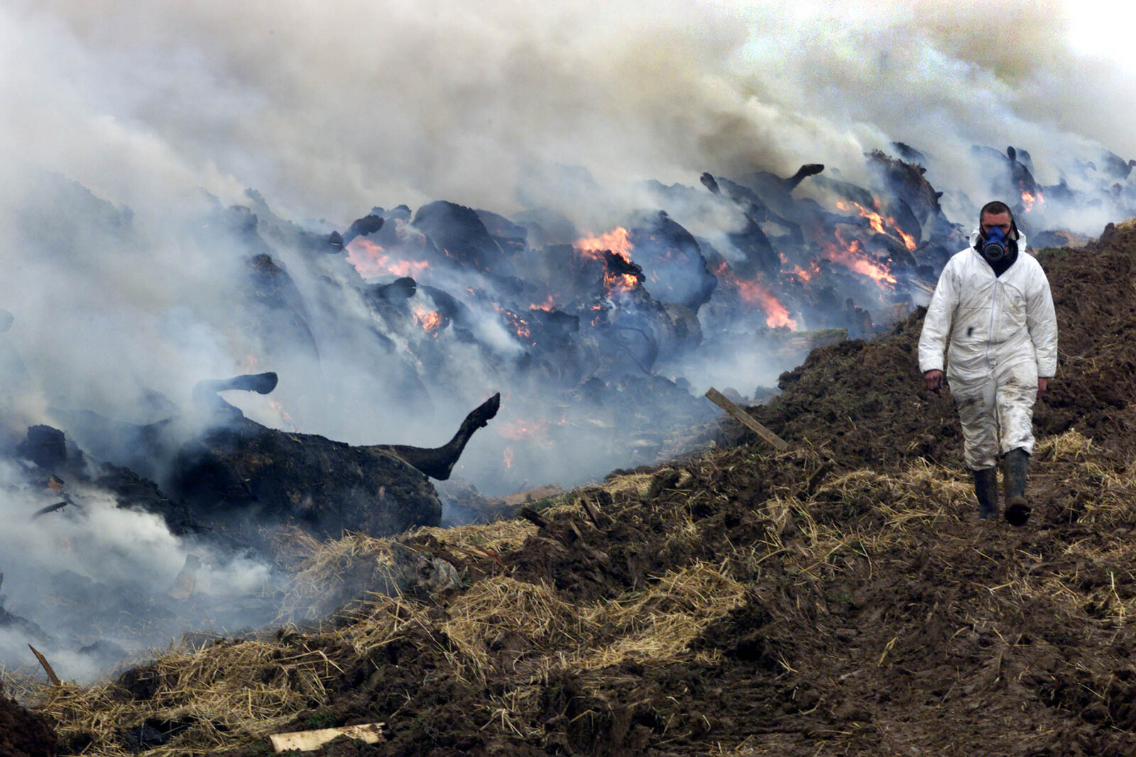 Deadly German buffalo disease causes concern - "Extremely painful ...