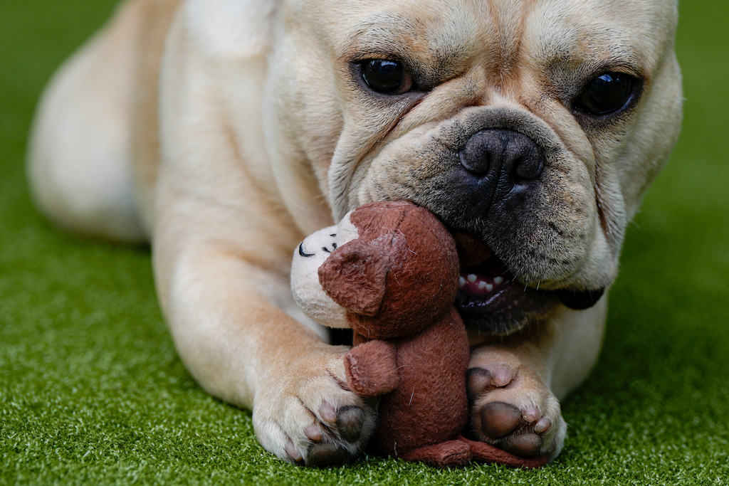 Stricter requirements for breeding with brachycephalic dogs | Sweden Herald