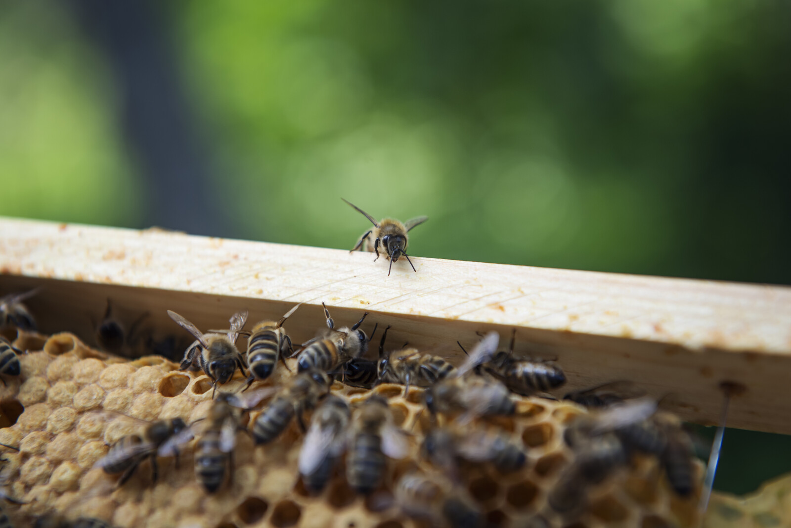 Bee Colonies Vanishing in Sweden: Over 50 Cases Reported | Sweden Herald