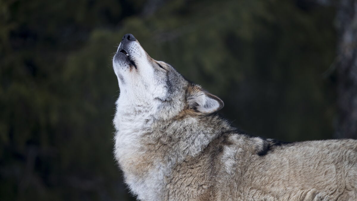 Fish-eating wolves: "Lived with humans" | Sweden Herald
