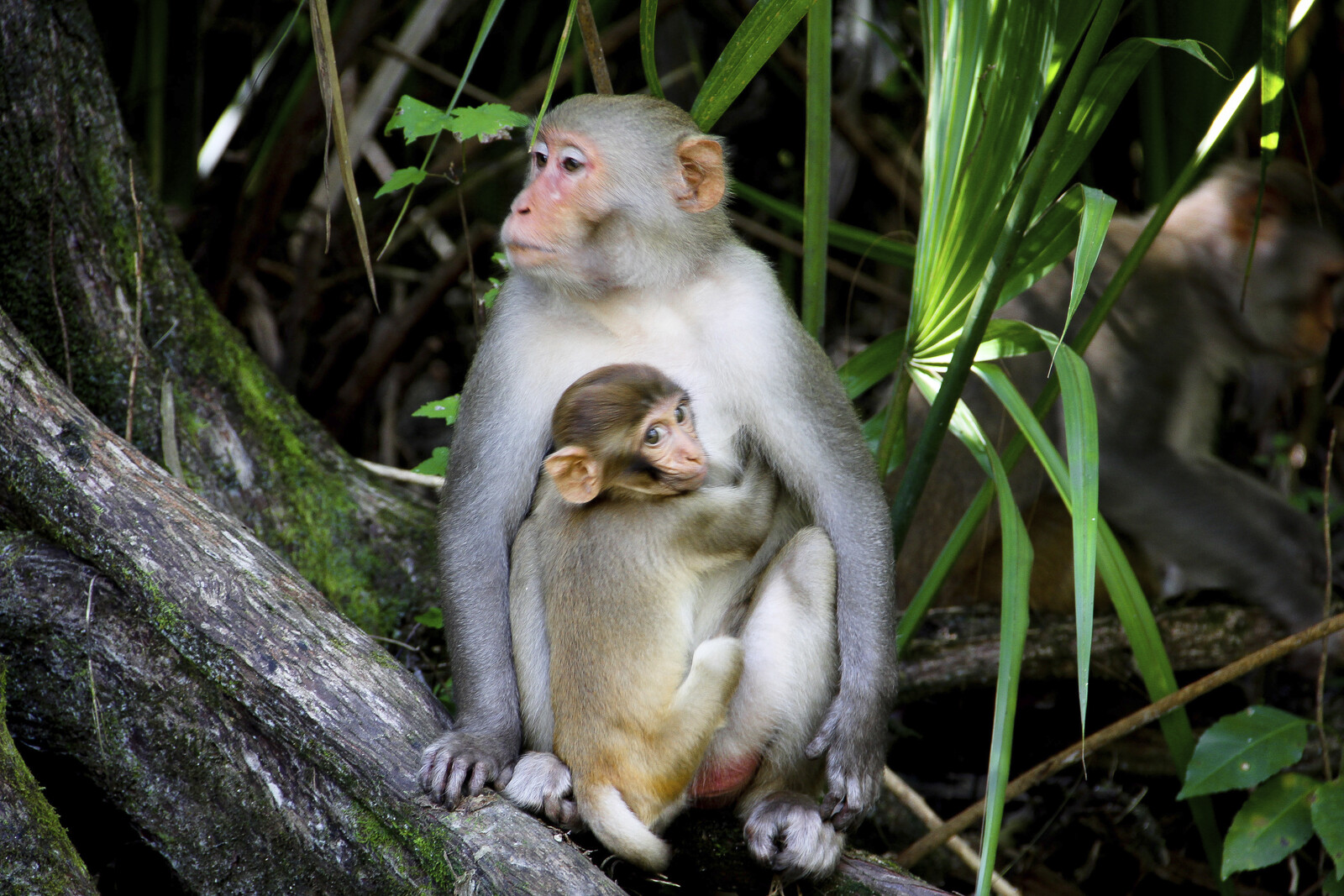 Monkeys on the Loose Talk to Those on the Inside | Sweden Herald