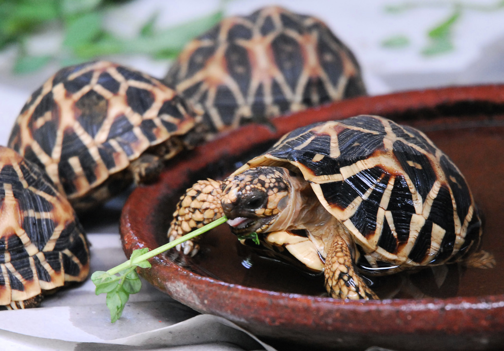 Hundreds of Turtles Saved in Malaysia | Sweden Herald