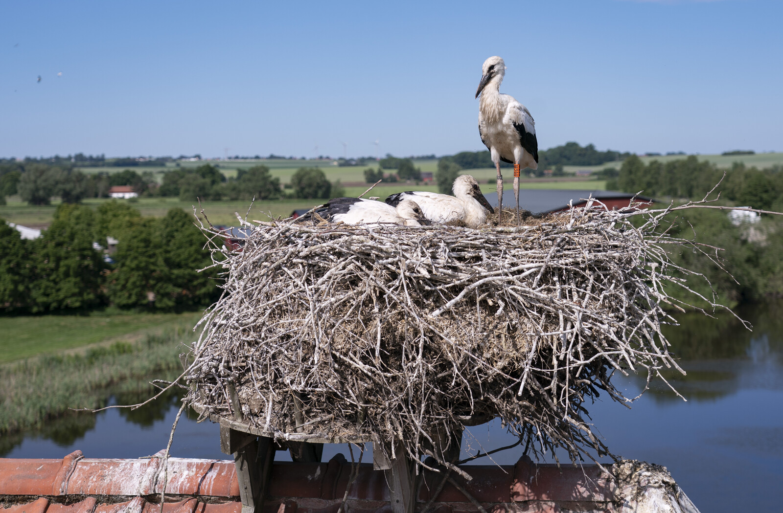 Successful Stork Breeding Leads to Large Release in Scania | Sweden Herald
