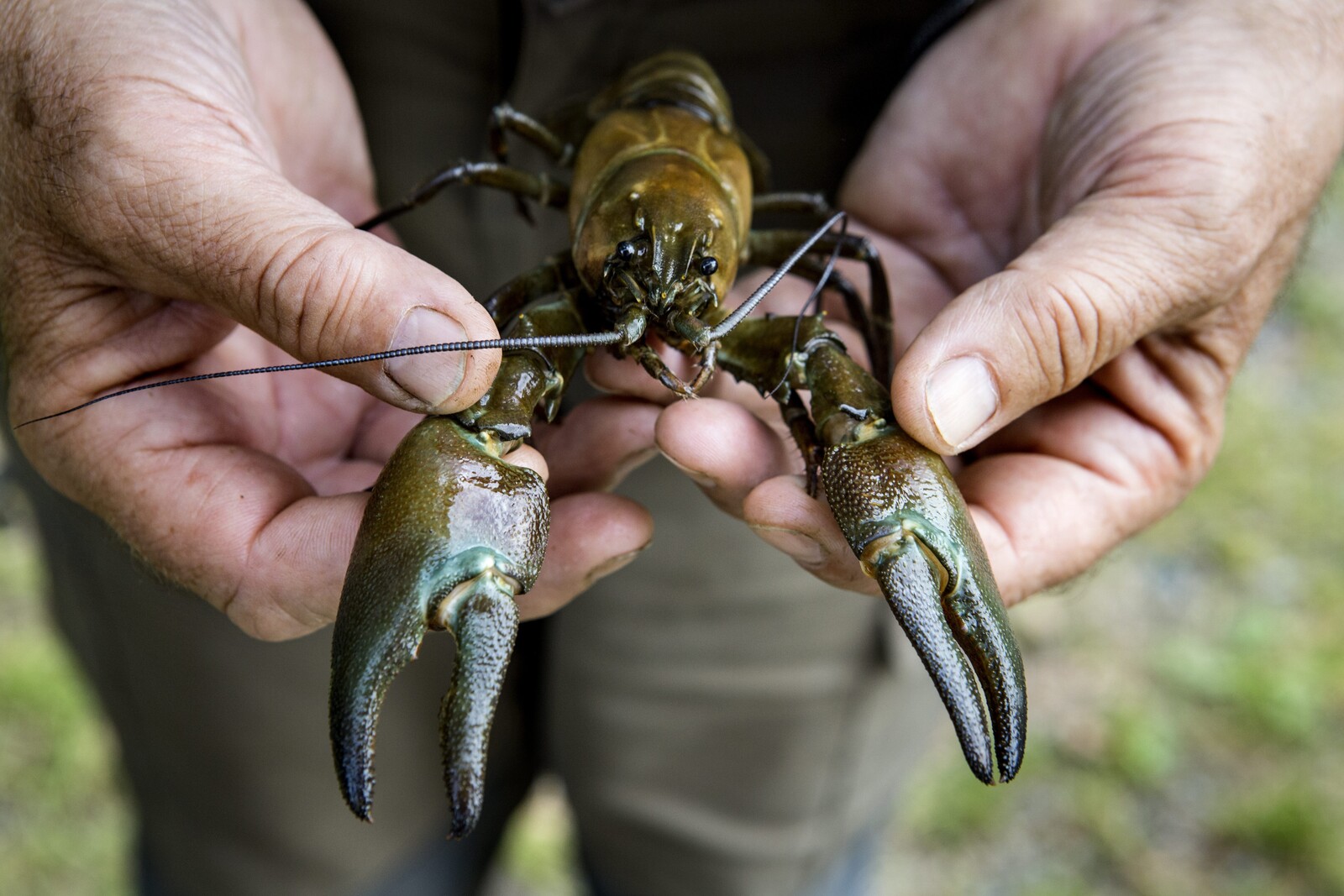 Sweden's Crayfish Stocks Threatened by Plague and Illegal Releases ...