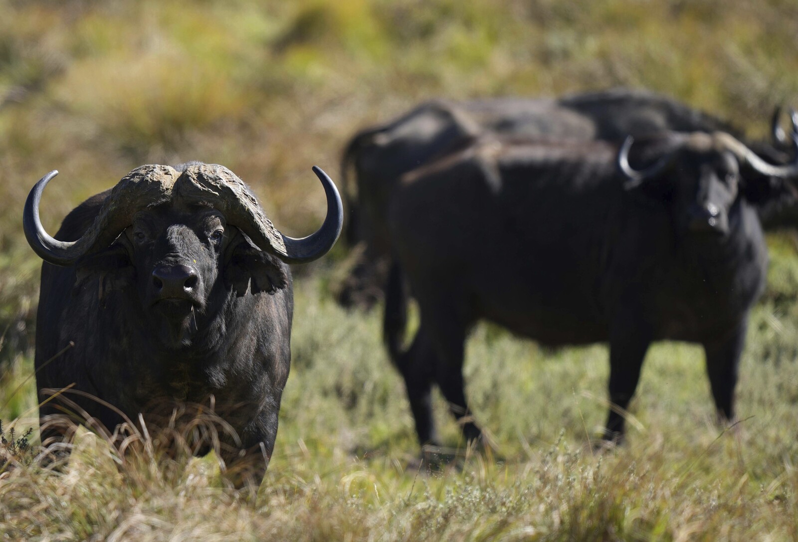 Over 90 Buffaloes Die in Namibia Stampede Fleeing Lions | Sweden Herald