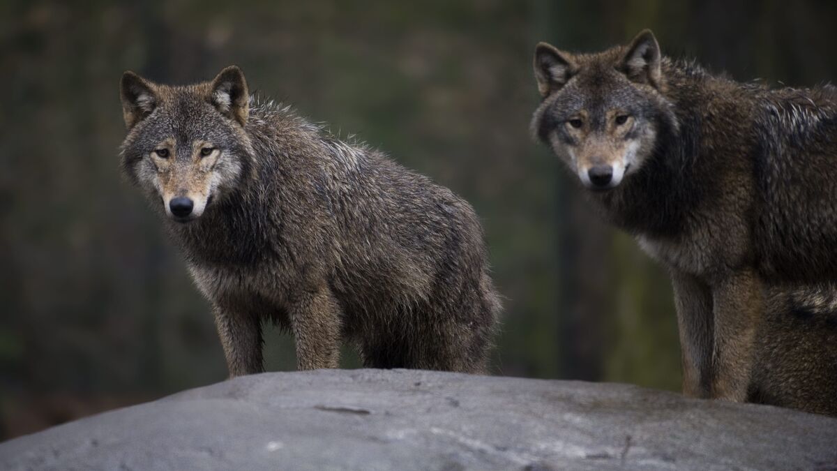 Wolf kills puppy and pony in Jutland, Denmark | Sweden Herald