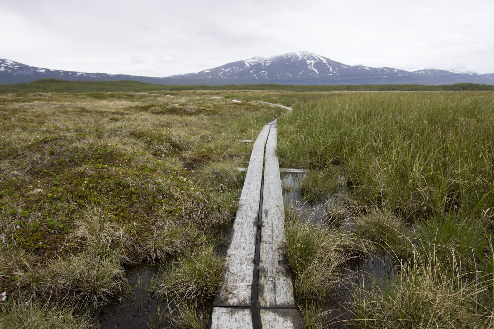 Hard for Sweden to protect nature on land | Sweden Herald