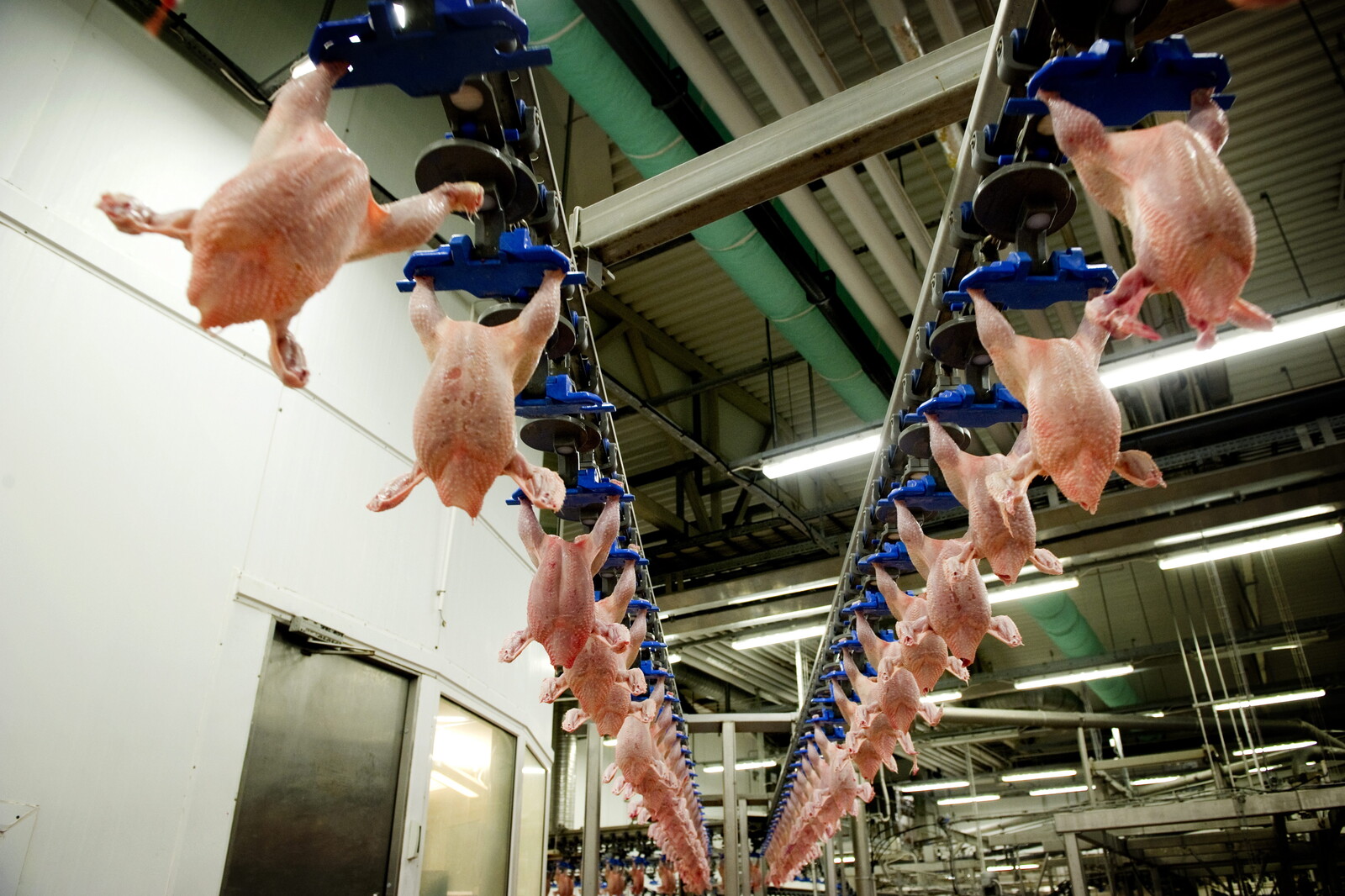 Profit Boost for Chicken Factory | Sweden Herald