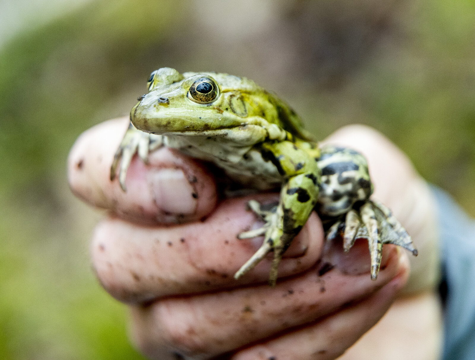 How you save frogs – in your garden | Sweden Herald
