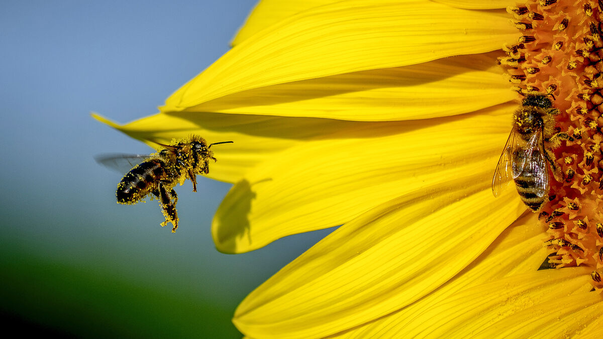 European Butterflies and Bees Face Growing Extinction Threat | Sweden ...