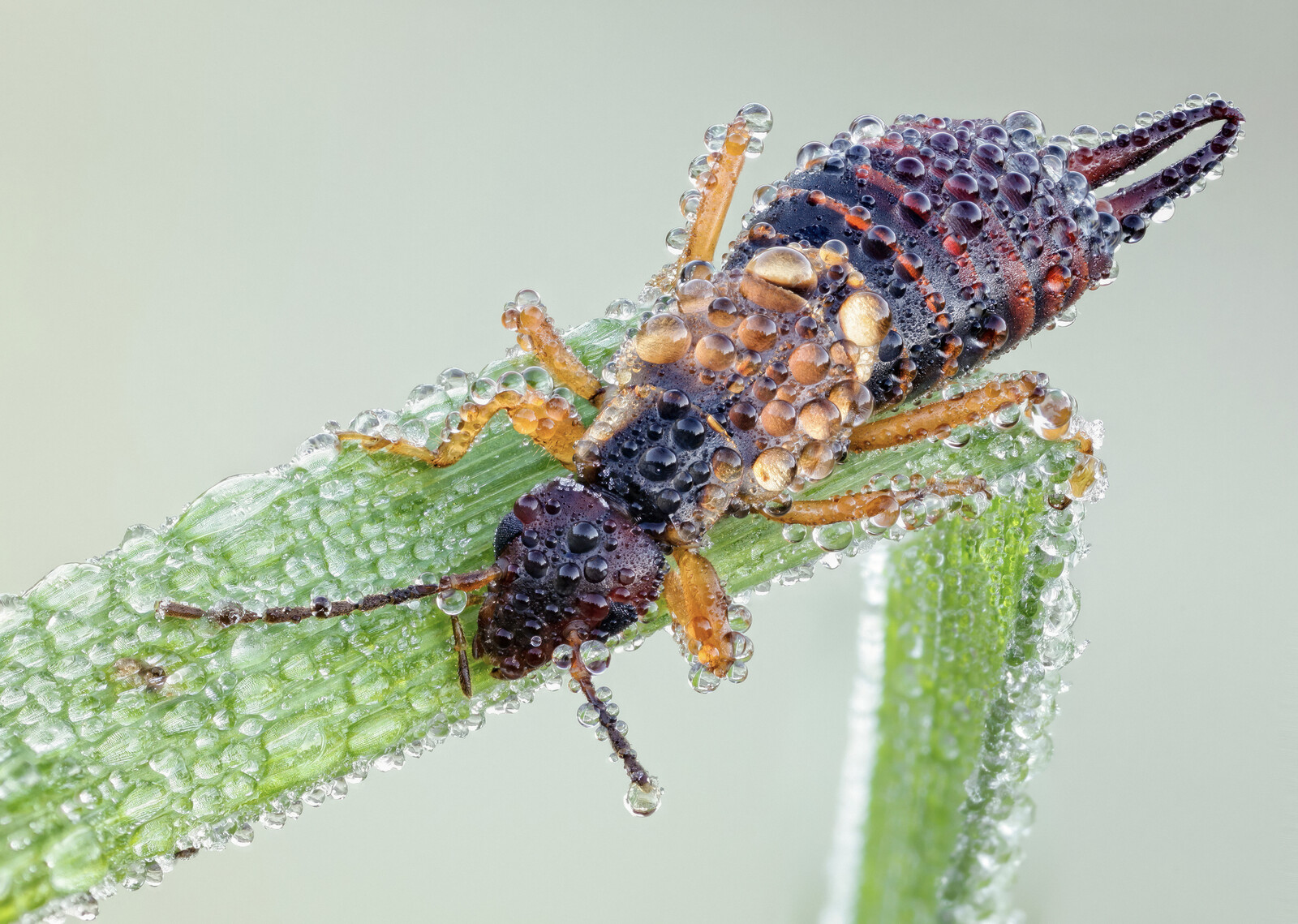 Ladybug Named 2025 Garden Bug of the Year for Its Benefits | Sweden Herald