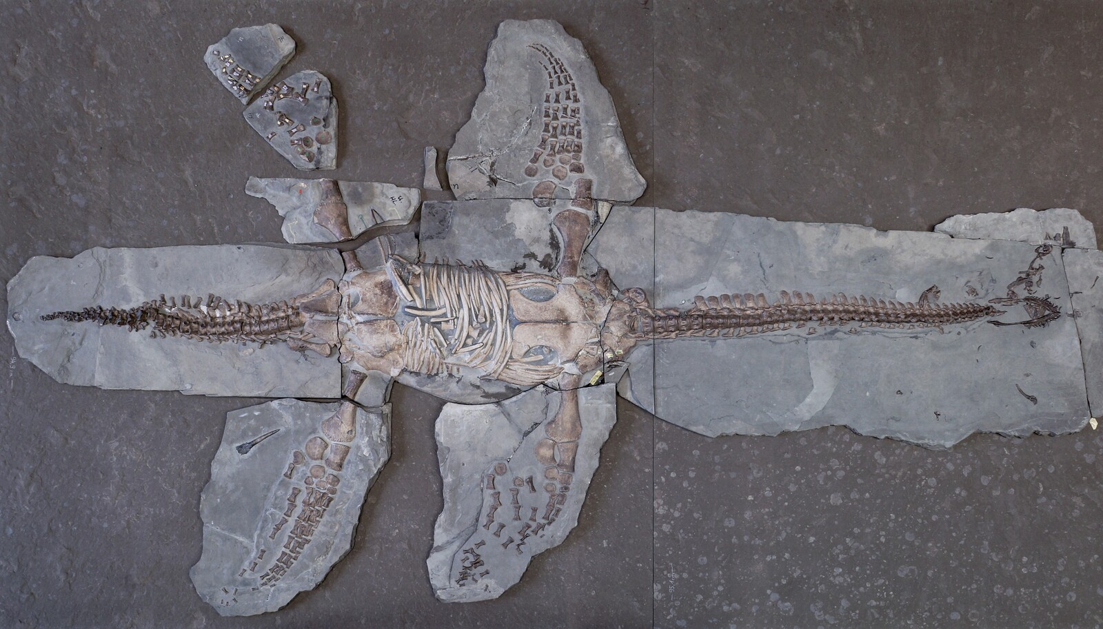 Both scaly and smooth skin on prehistoric lizard | Sweden Herald