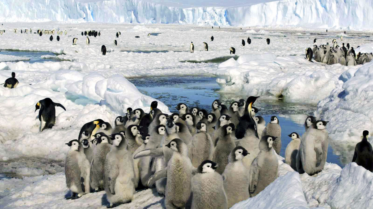 Emperor penguins now listed as endangered by IUCN | Sweden Herald