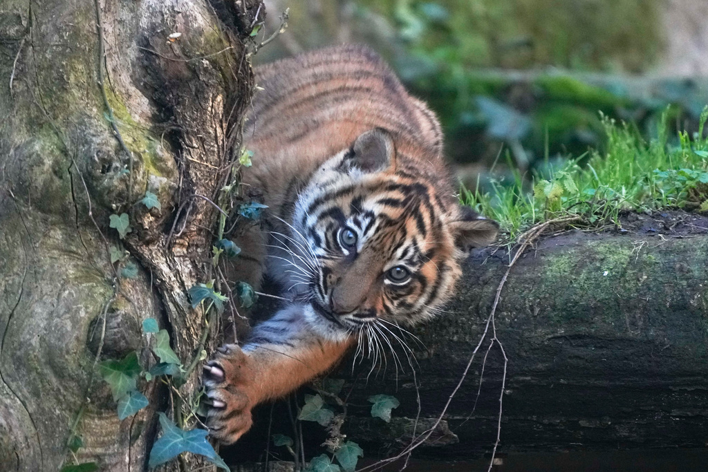 Tiger bites shooter in the arm - "puncture wounds" | Sweden Herald