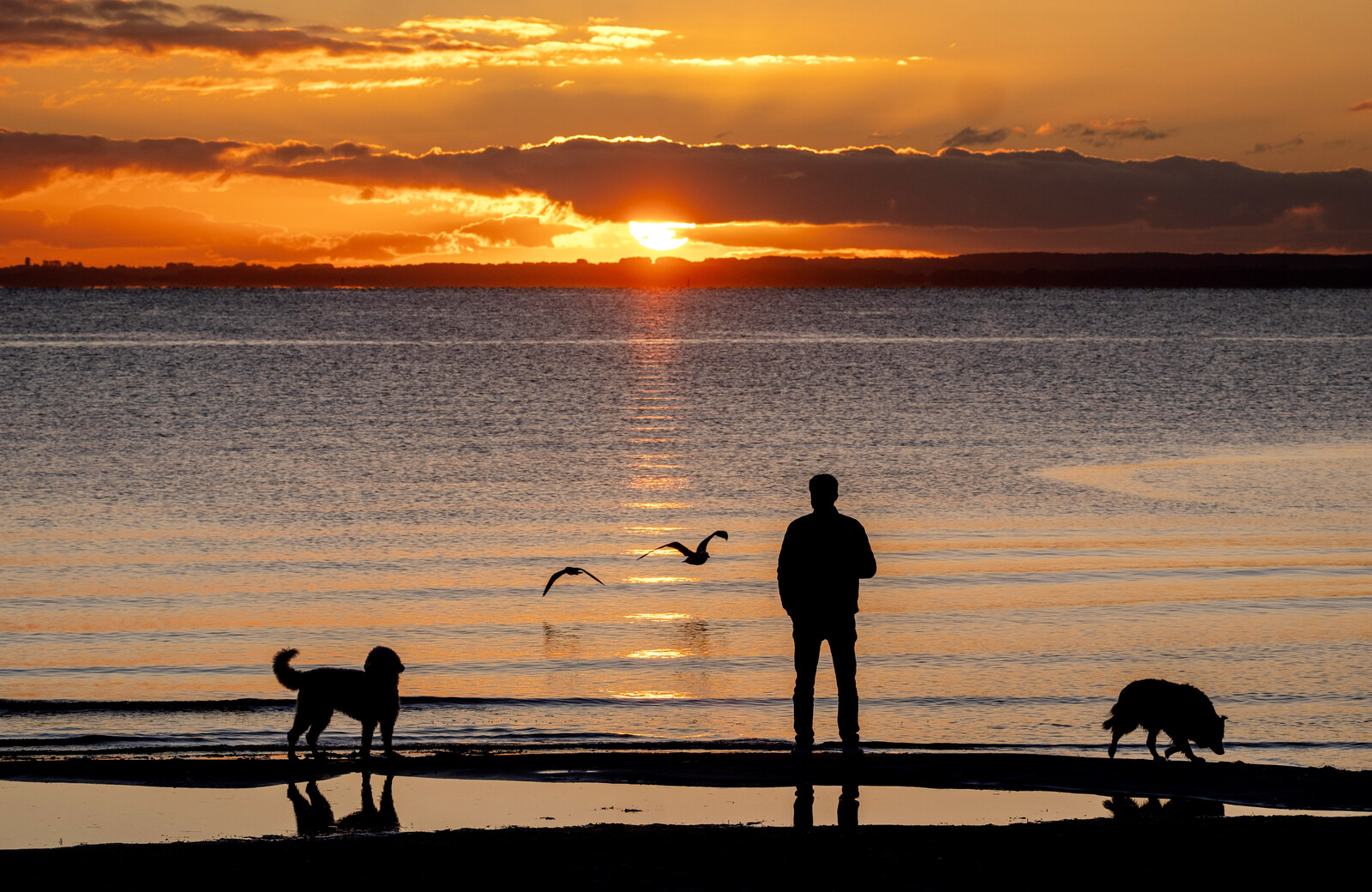 Study Reveals Dogs' Environmental Impact: Wildlife Disruption and ...