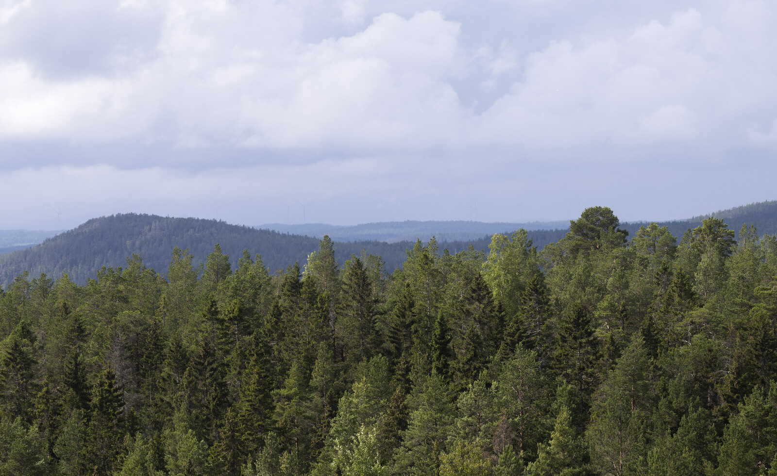 Investigator: Improve Conditions for Forest Owners | Sweden Herald