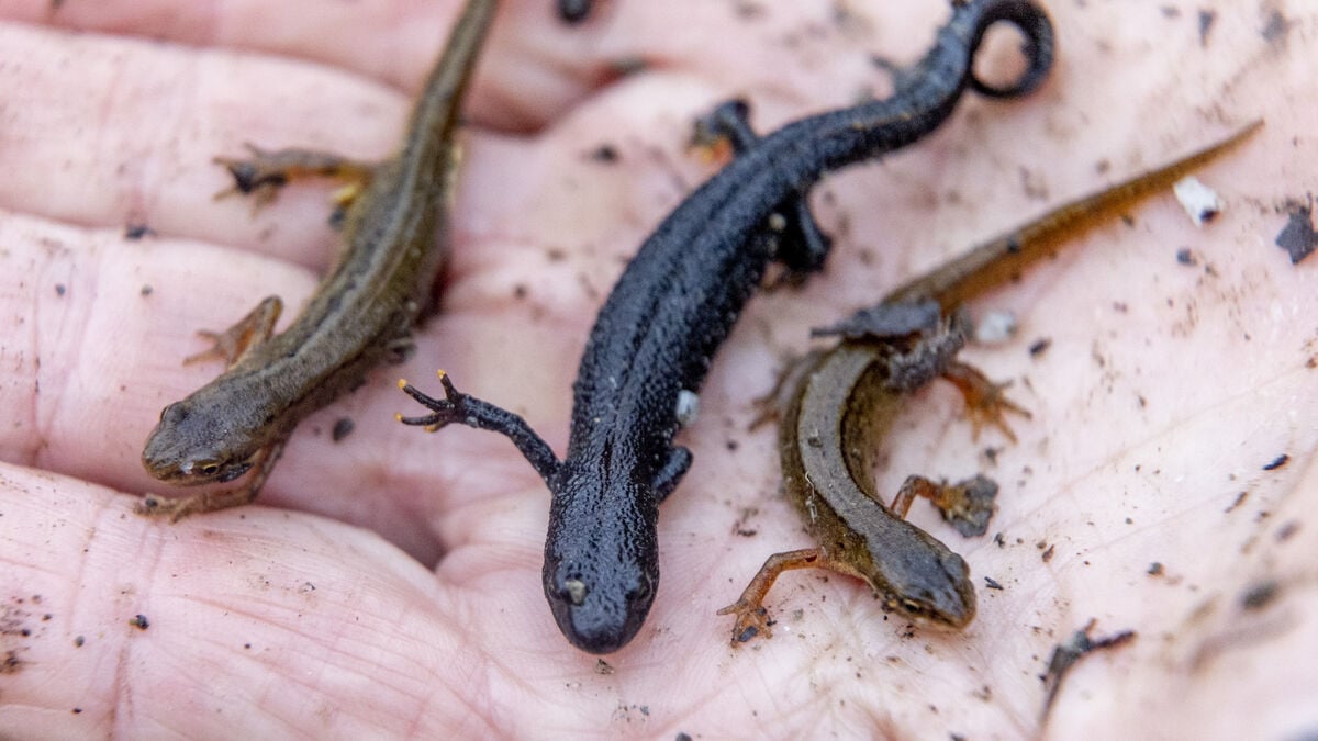Salamanders halt construction of 140 homes in Lund | Sweden Herald