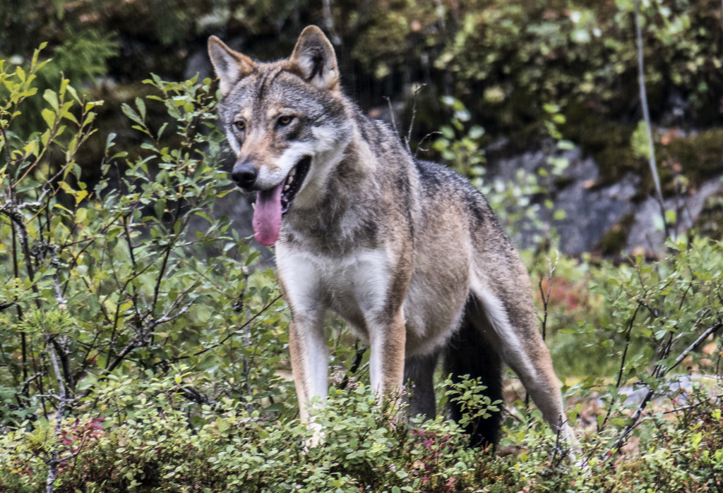 Two wolves shot during sheep attack | Sweden Herald
