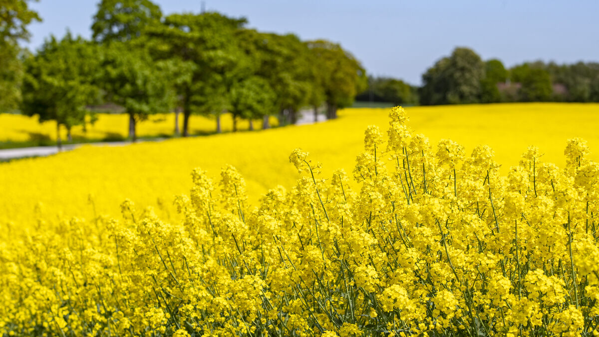 Rapeseed fields are an unexpected goldmine for biodiversity | Sweden Herald