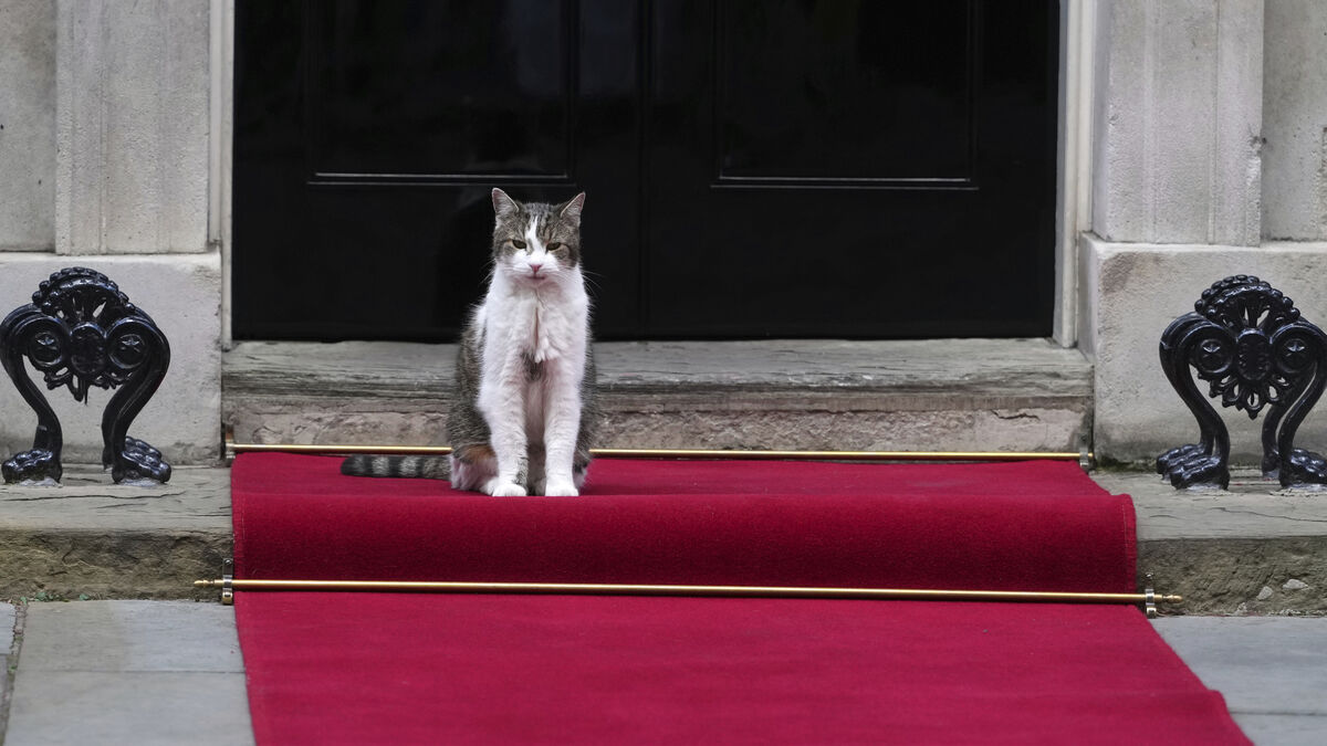 Larry the cat celebrates 15 years at 10 Downing Street | Sweden Herald