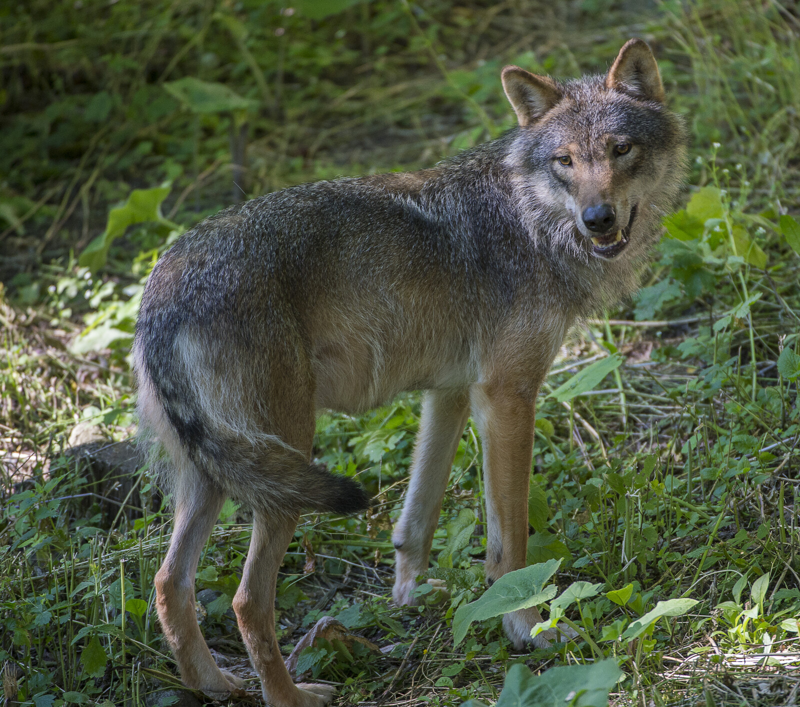 Wolf Hunt Approved in Västra Götaland After Cow Attack | Sweden Herald