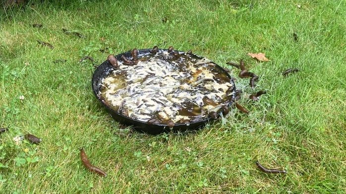Record year for killer slugs: "Completely crazy" | Sweden Herald