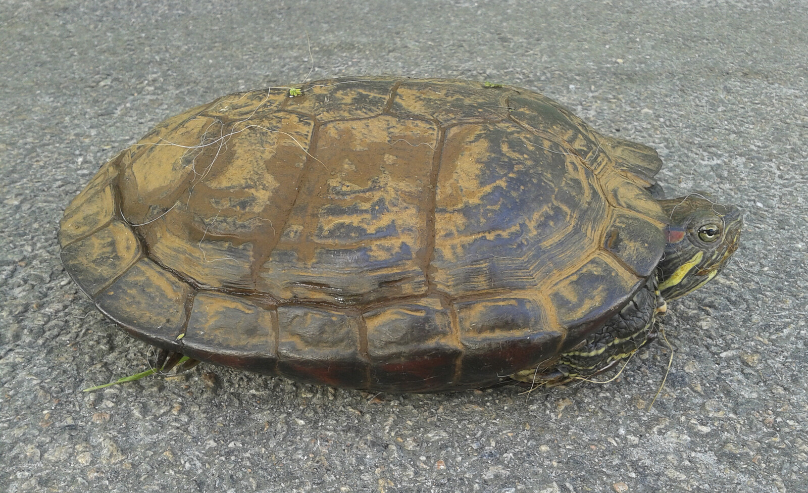Hunt for Invasive Turtles in Copenhagen | Sweden Herald