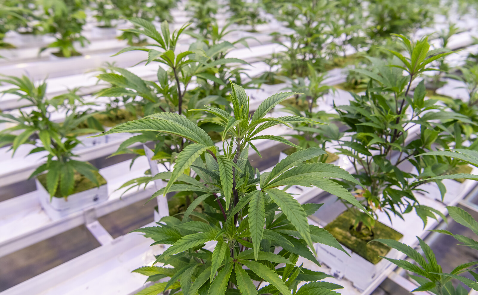 Twelve Charged After Police Uncover Drug Factory in Helsingborg ...