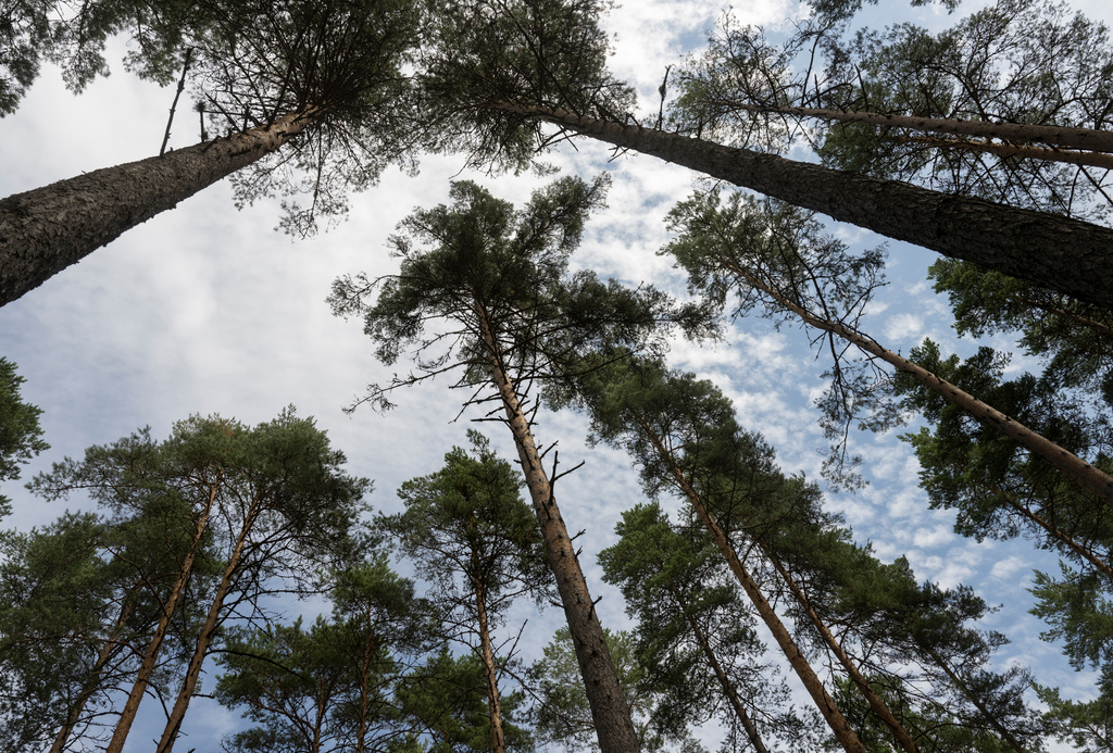 Pine Trees are Growing Taller in Sweden | Sweden Herald