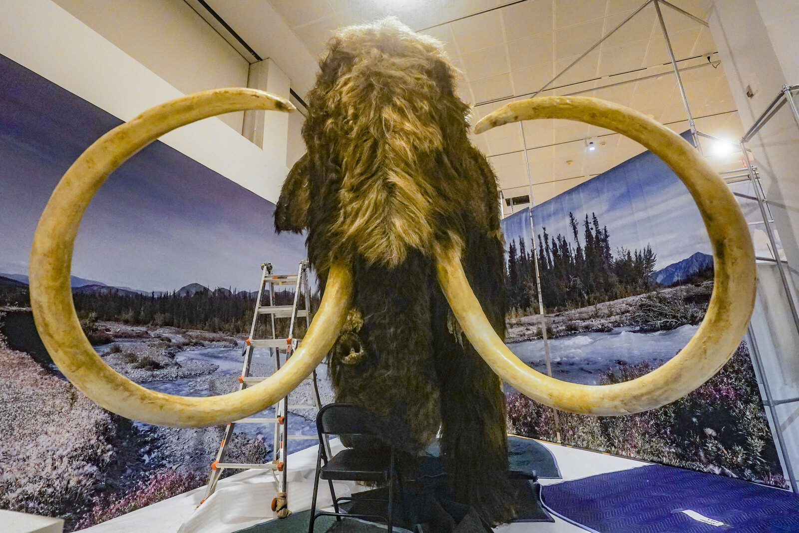Colossal Plans to Revive Woolly Mammoths by 2028 | Sweden Herald