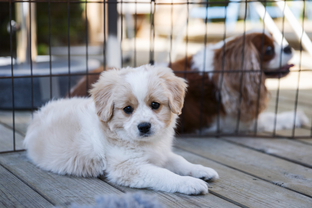 Popular breed of dog to be saved through cross-breeding | Sweden Herald