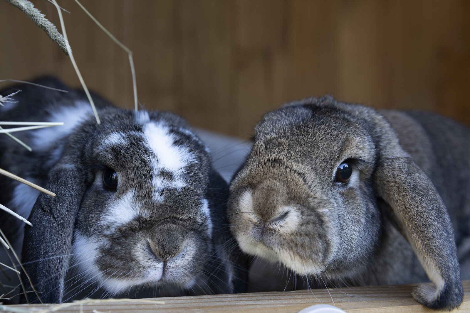 The Proposal: Now the Dwarf Rabbit Should Have Plenty of Room | Sweden ...
