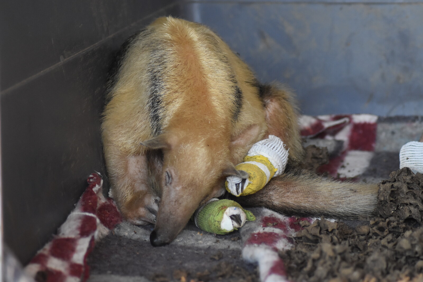 Animals are going up in flames – record fires in the Amazon | Sweden Herald