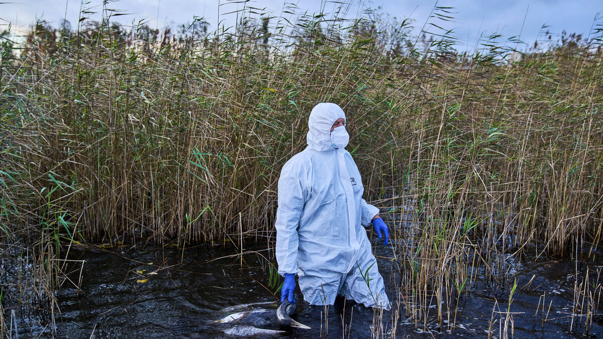 First case: New bird virus infected American | Sweden Herald