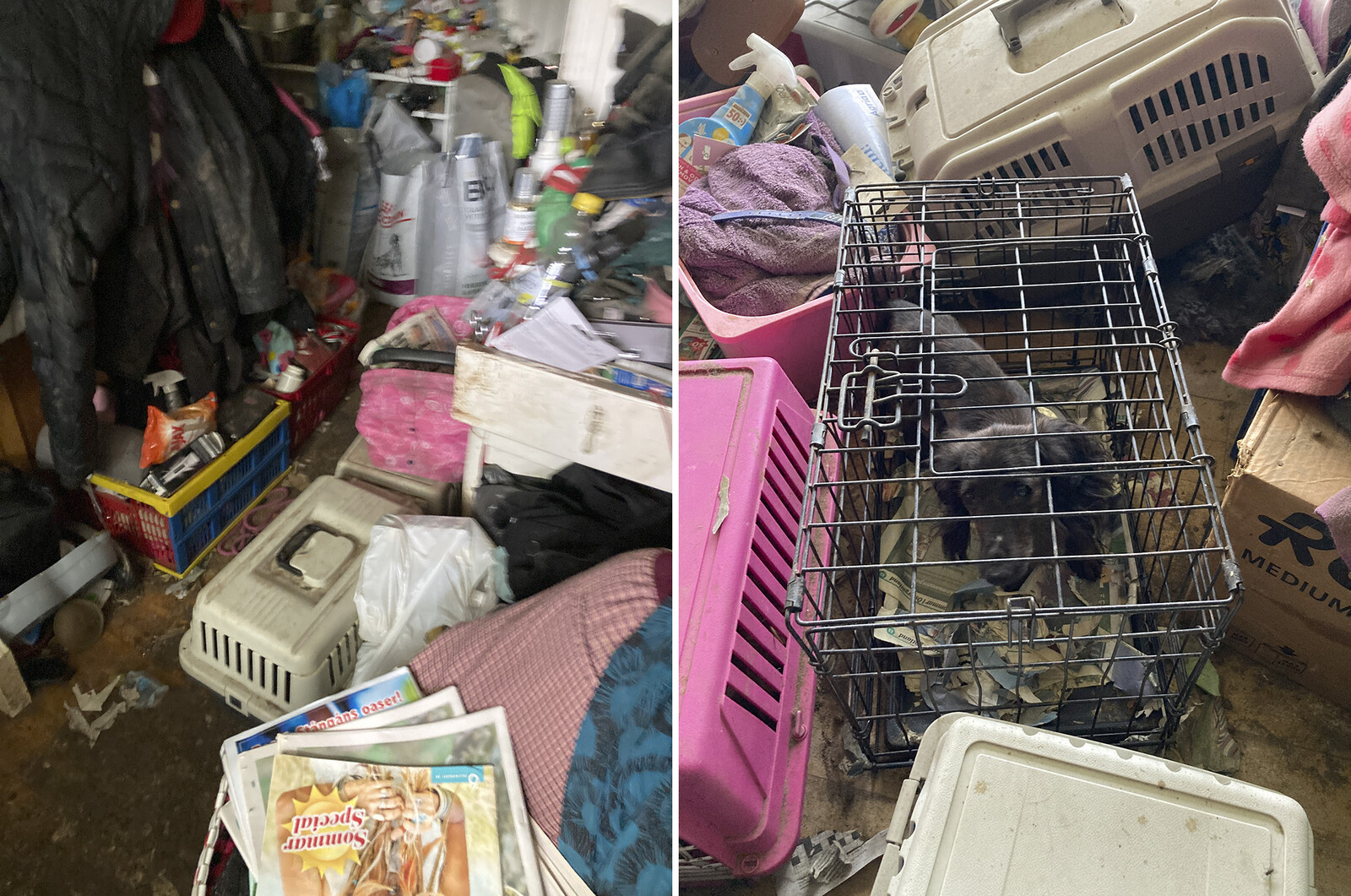 Animal Hoarding Crisis: Dogs Rescued from Extreme Collectors in Sweden ...