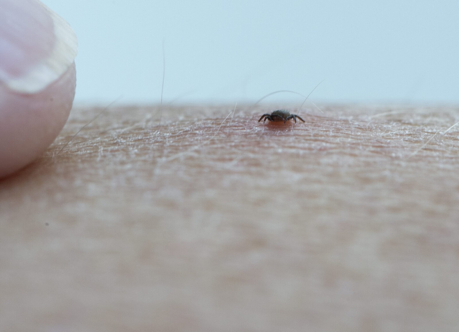 Tick Larvae Found to Spread Diseases Like Borrelia and Babesia | Sweden ...