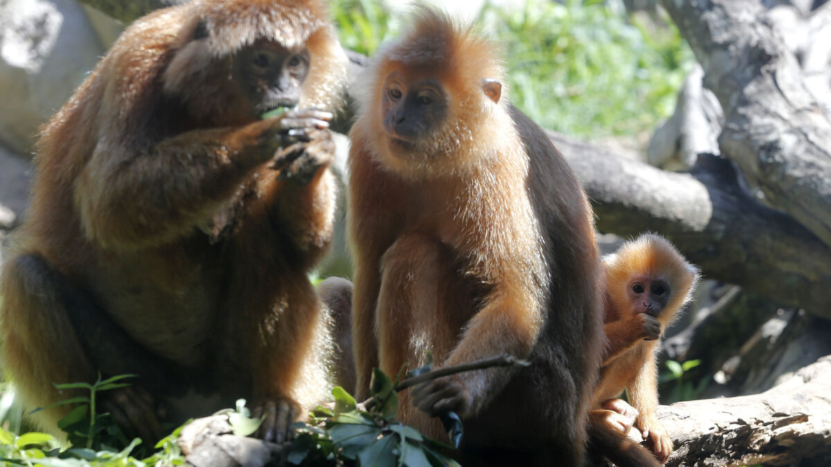 Endangered monkeys found in checked bag | Sweden Herald
