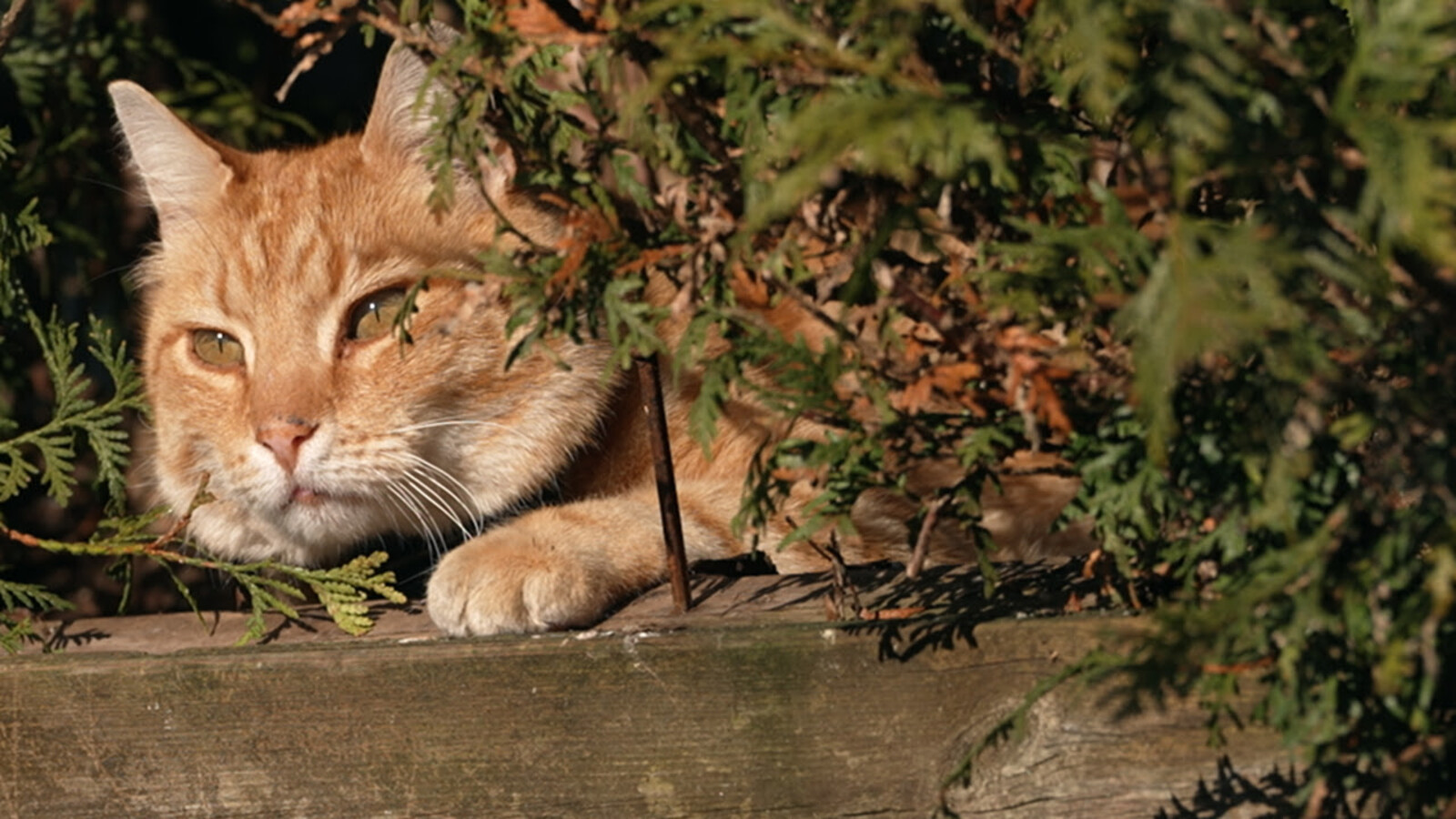 After the Elk Migration: A Weekend with the Cat Luffar-Lasse | Sweden ...