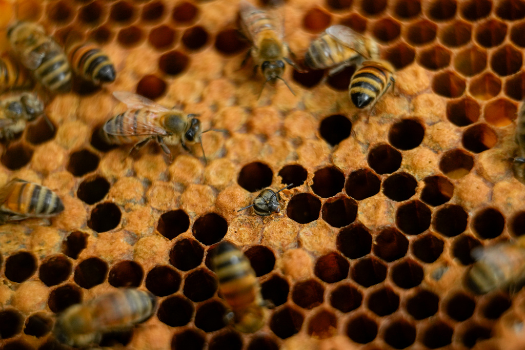 Colony of invasive bee species discovered in Europe | Sweden Herald