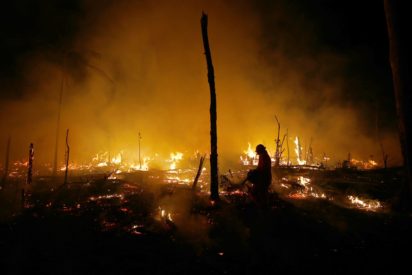 "No to changed rules for rainforest logging" | Sweden Herald