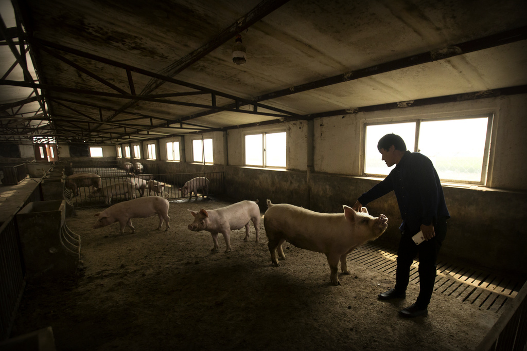 Anthrax outbreak on farm in China | Sweden Herald