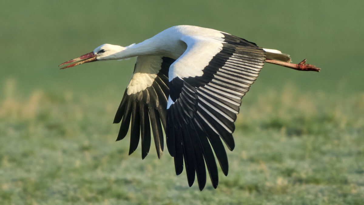 Hundreds of storks dead from flu | Sweden Herald