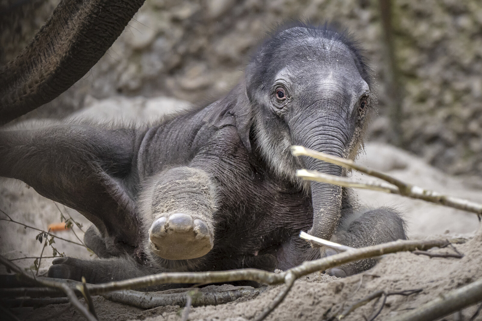 Easter Surprise: Zurich Zoo Welcomes New Elephant Calf | Sweden Herald