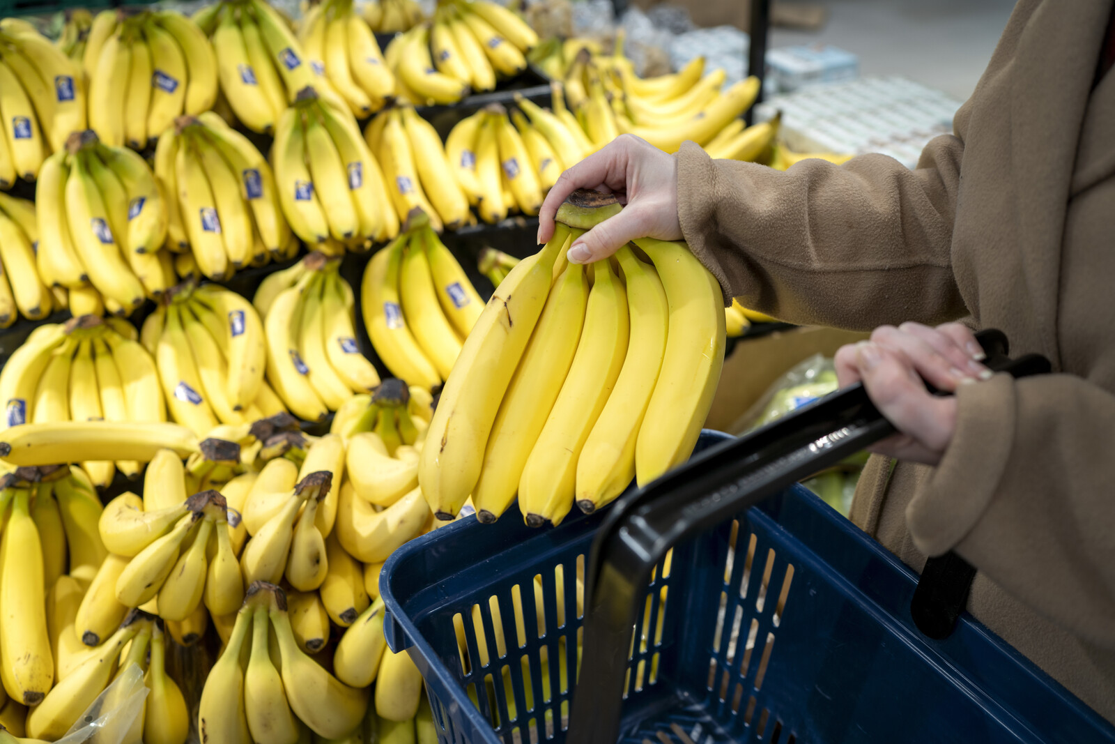 147 Kilos of Cocaine Found in Norwegian Banana Shipment | Sweden Herald