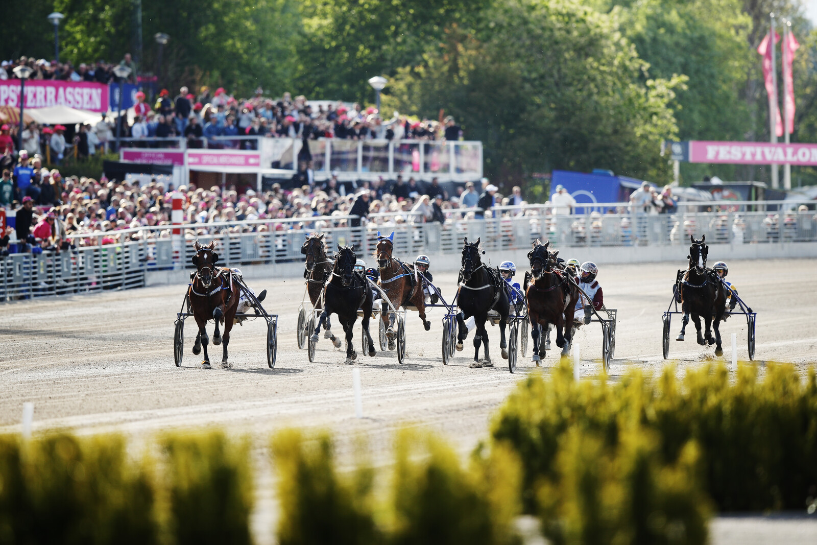 ATG Replaces V75 with New V85 Betting Format After 32 Years | Sweden Herald