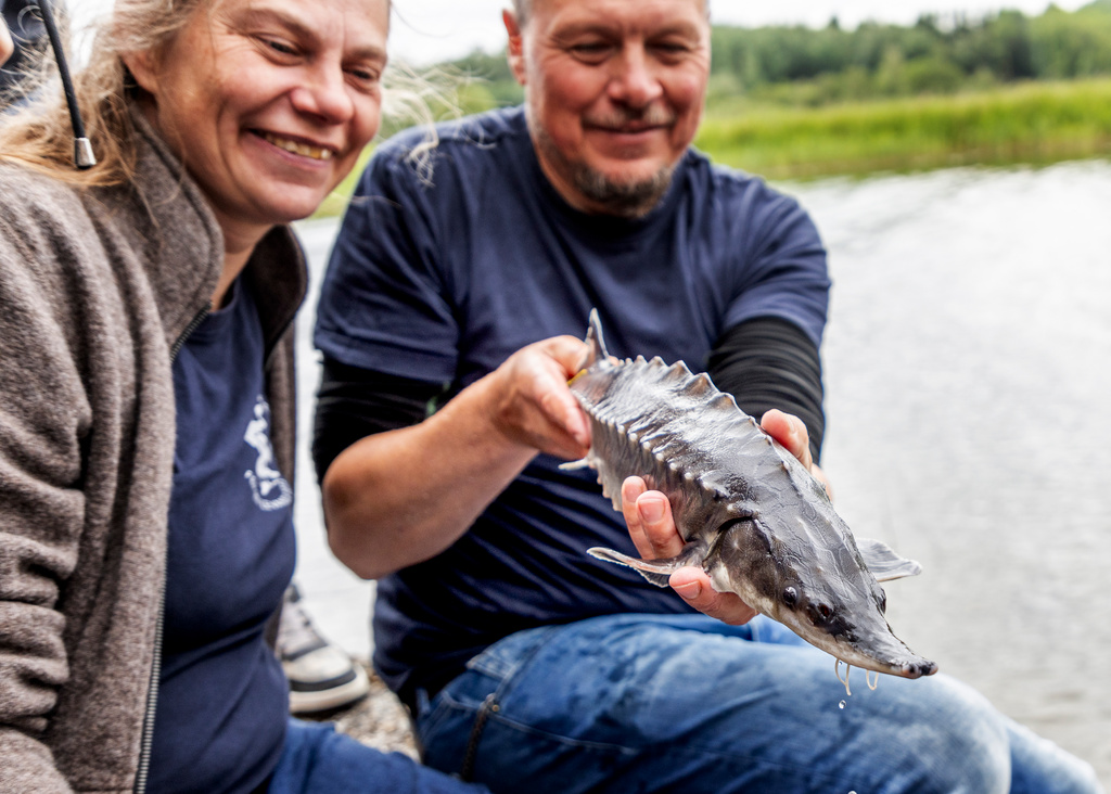The Primeval Fish Back in Swedish Waters | Sweden Herald