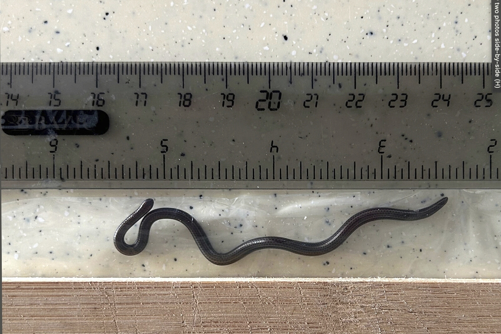 World's Smallest Snake Rediscovered in Barbados After Decades | Sweden ...